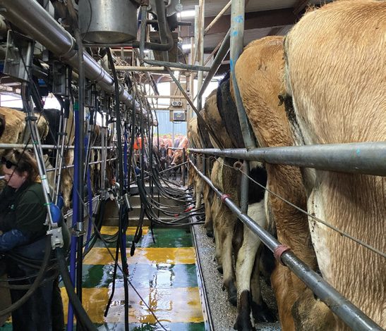 Data driving decisions - NZ Dairy Exporter Data driving decisions - NZ Dairy Exporter